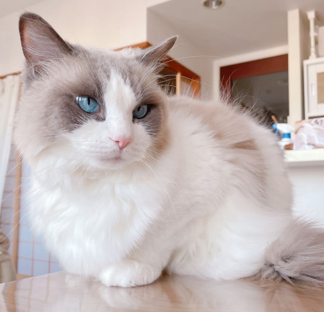 猫が好き: 凡・ハヤト OFFICIAL BLOG♪