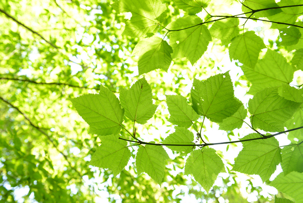 新緑の季節: 凡・ハヤト OFFICIAL BLOG♪