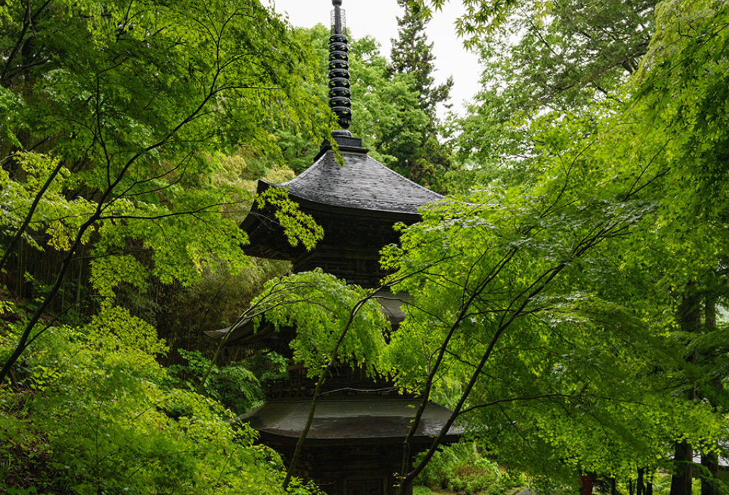 新緑の季節: 凡・ハヤト OFFICIAL BLOG♪