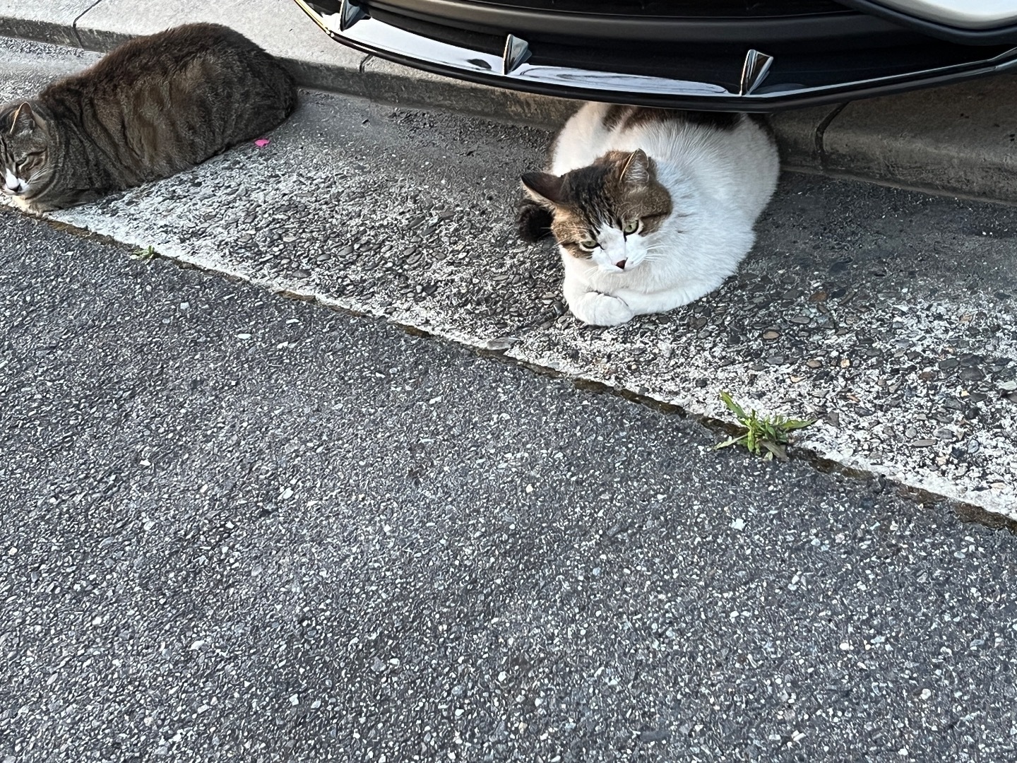 黄昏れのニャンコ二人: 凡・ハヤト OFFICIAL BLOG♪