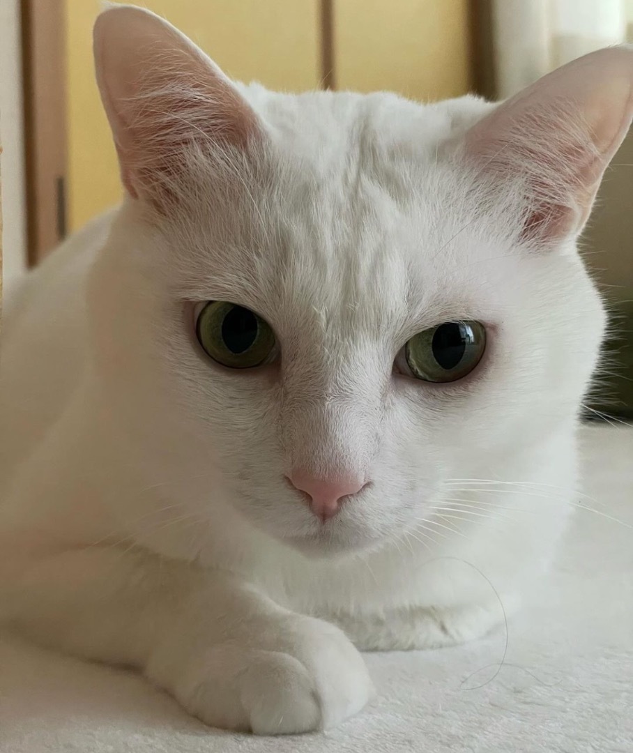 猫が好き: 凡・ハヤト OFFICIAL BLOG♪