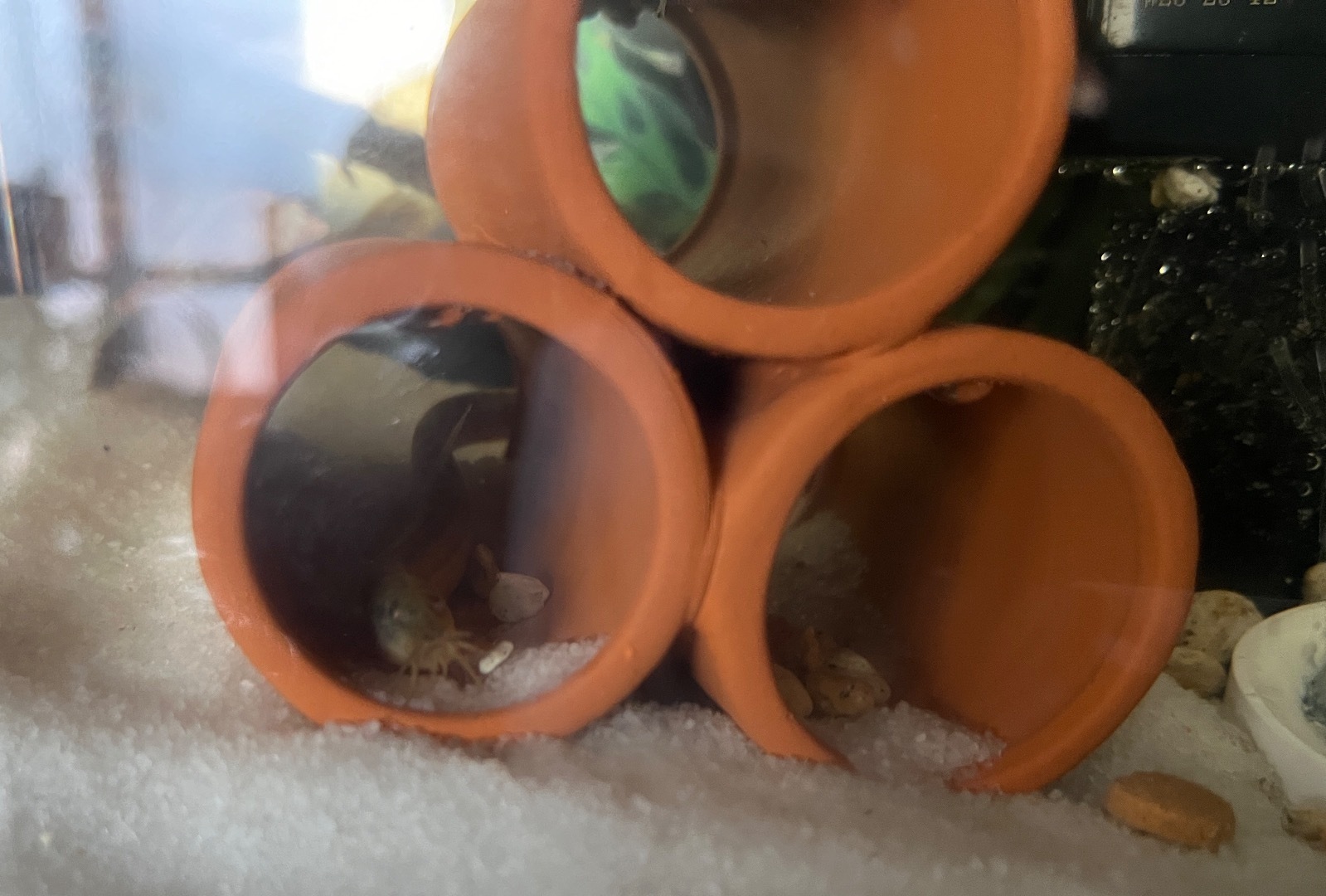 ドジョウ: 凡・ハヤト OFFICIAL BLOG♪